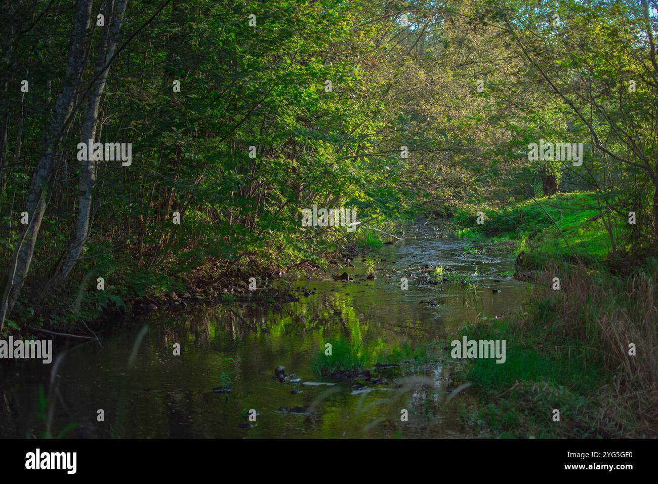 picture of nature composition in forest and park Stock Photo - Alamy