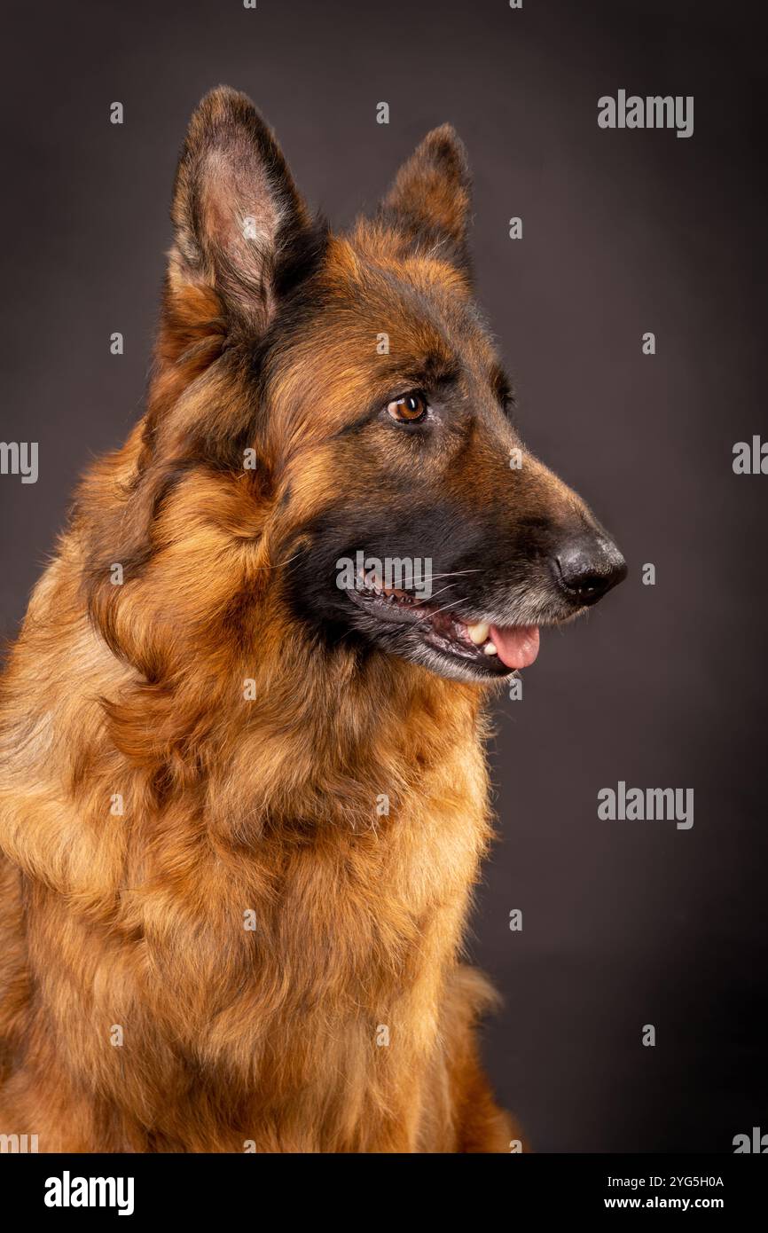 Head shot portrait of a beautiful german shepherd on a dark grey ...