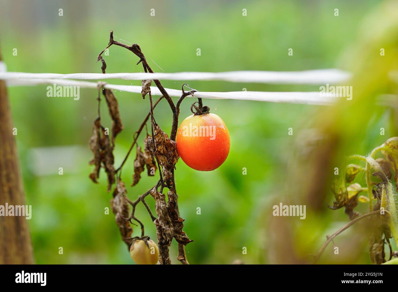 Tomato leaves disease hi-res stock photography and images - Alamy