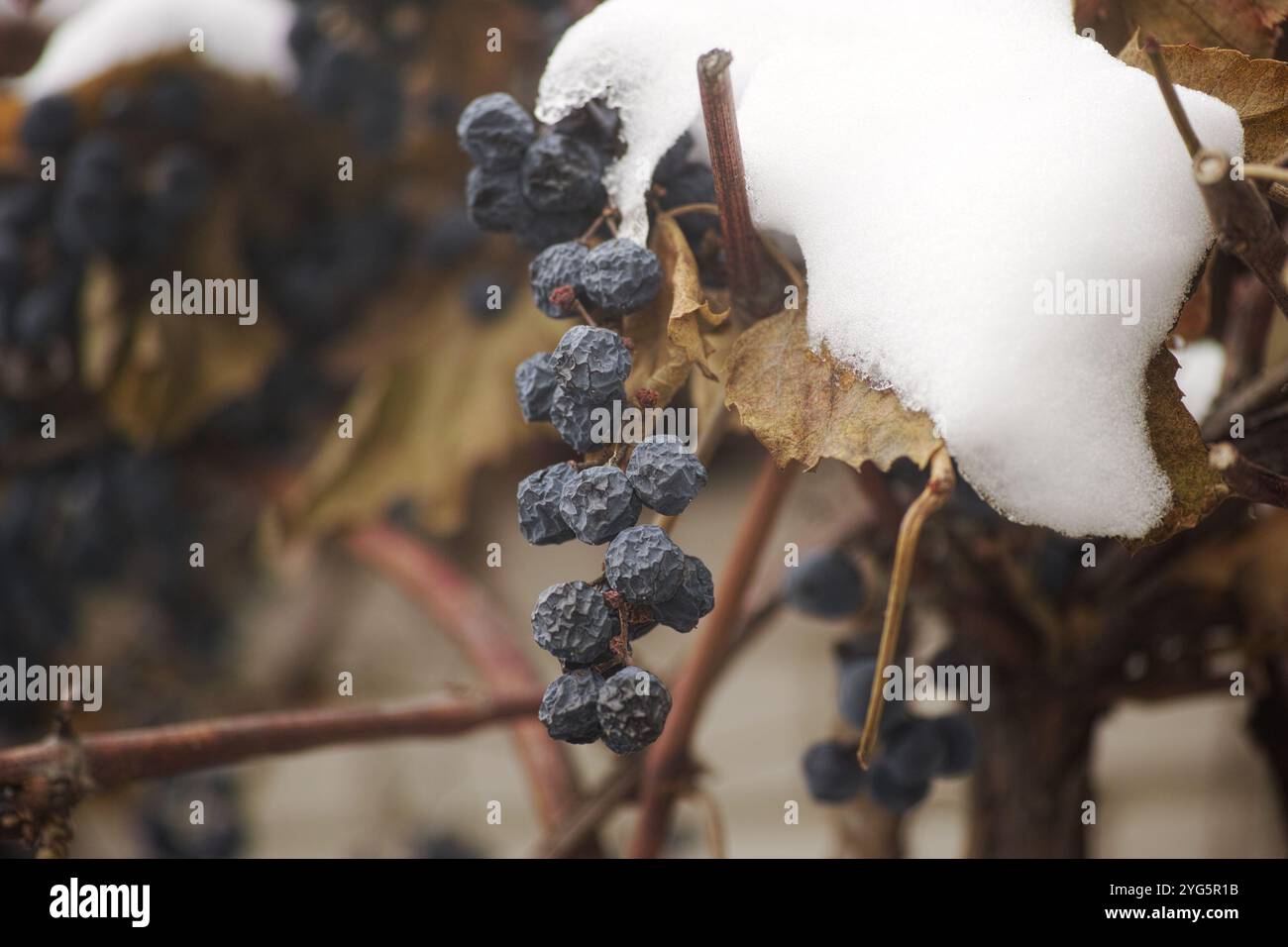 A grape vine with withered blue grapes on it during winter. Close up ...