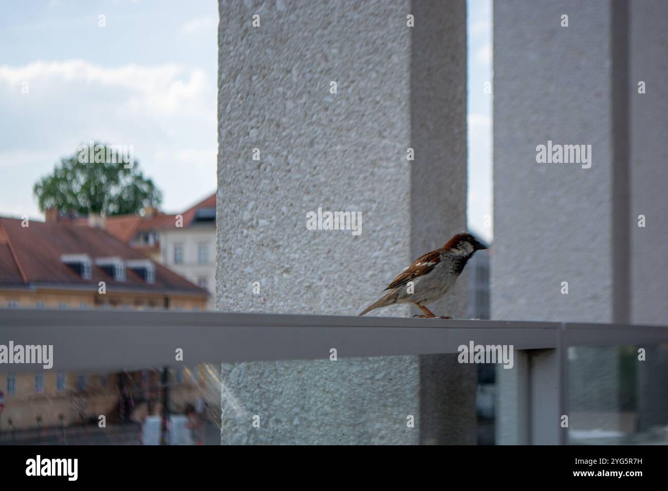 a sparrow sitting at the railing of the famous James Simon Gallery in ...