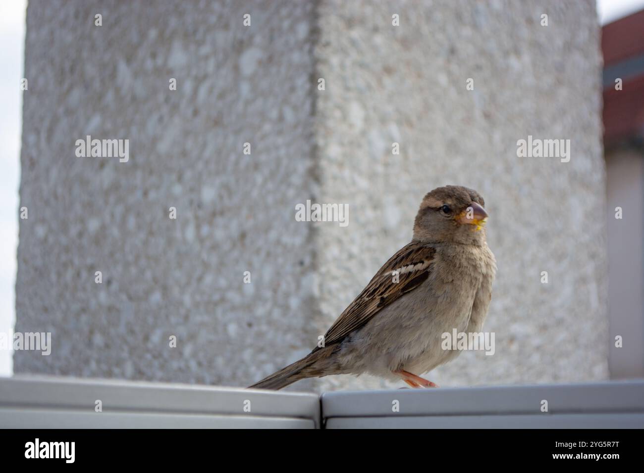 Sparrows nest park hi-res stock photography and images - Alamy