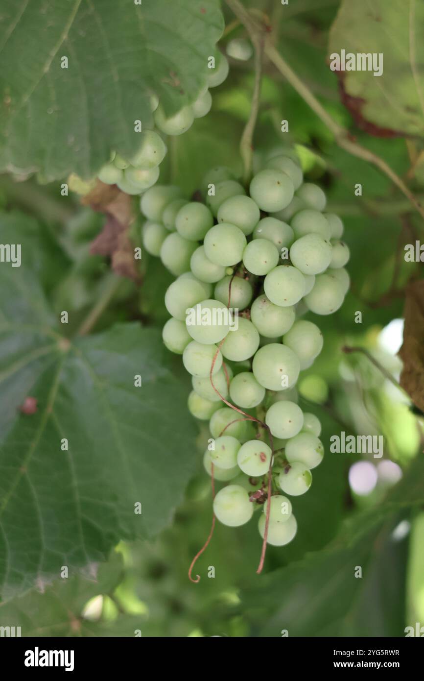 very small green grapes Stock Photo - Alamy