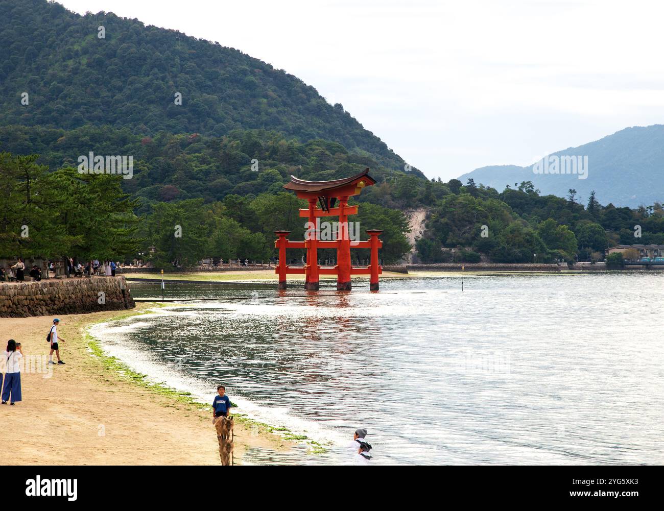 Iconic Torii gates of Miyajima, Hiroshima, Japan Stock Photo - Alamy