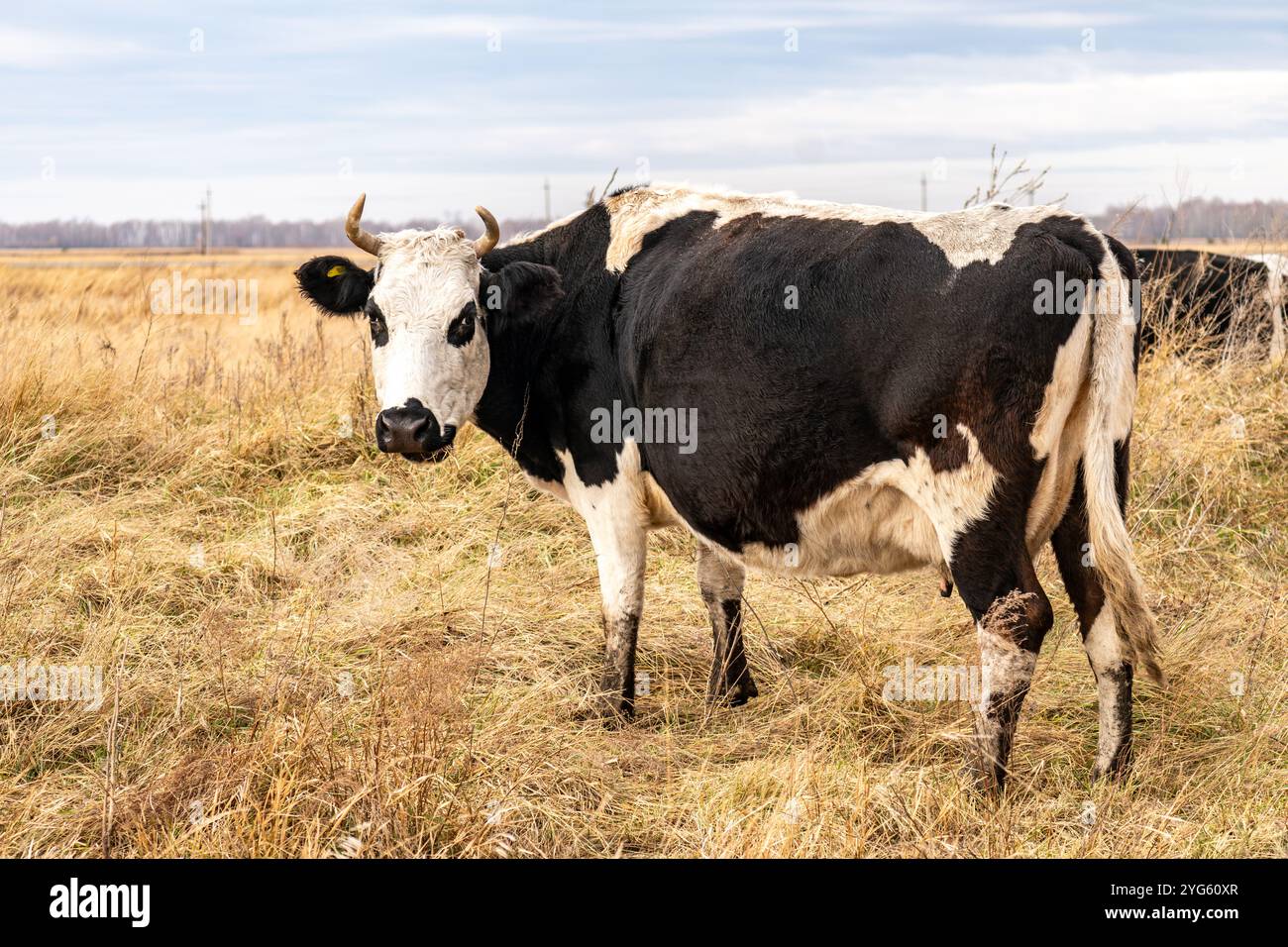 beautiful cattle eating grass, grazing on pasture. Herd of cows free range beef being ...