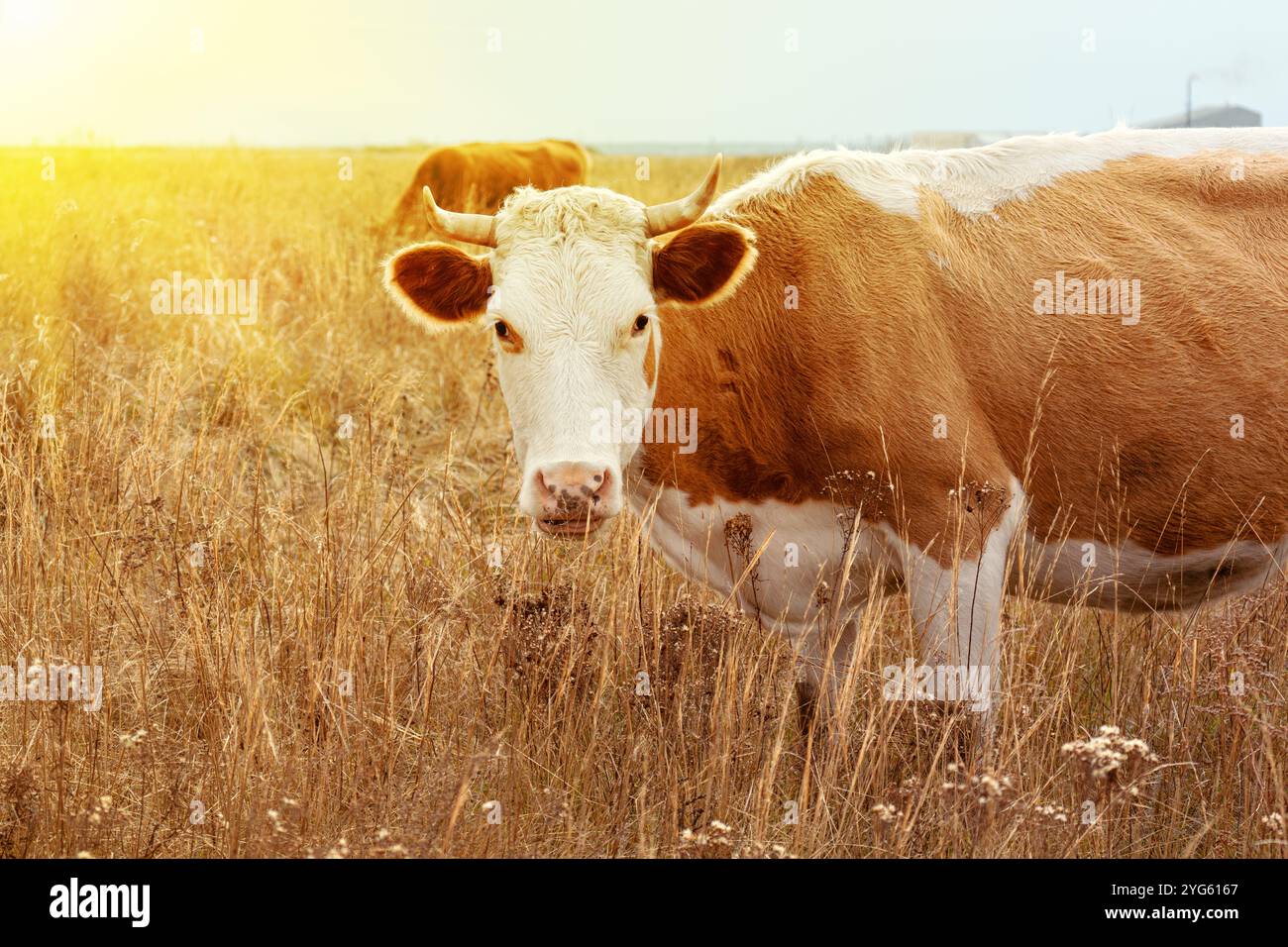 Cattle Breeding Concept A Cow Is Grazing In An Autumn Field A Cow