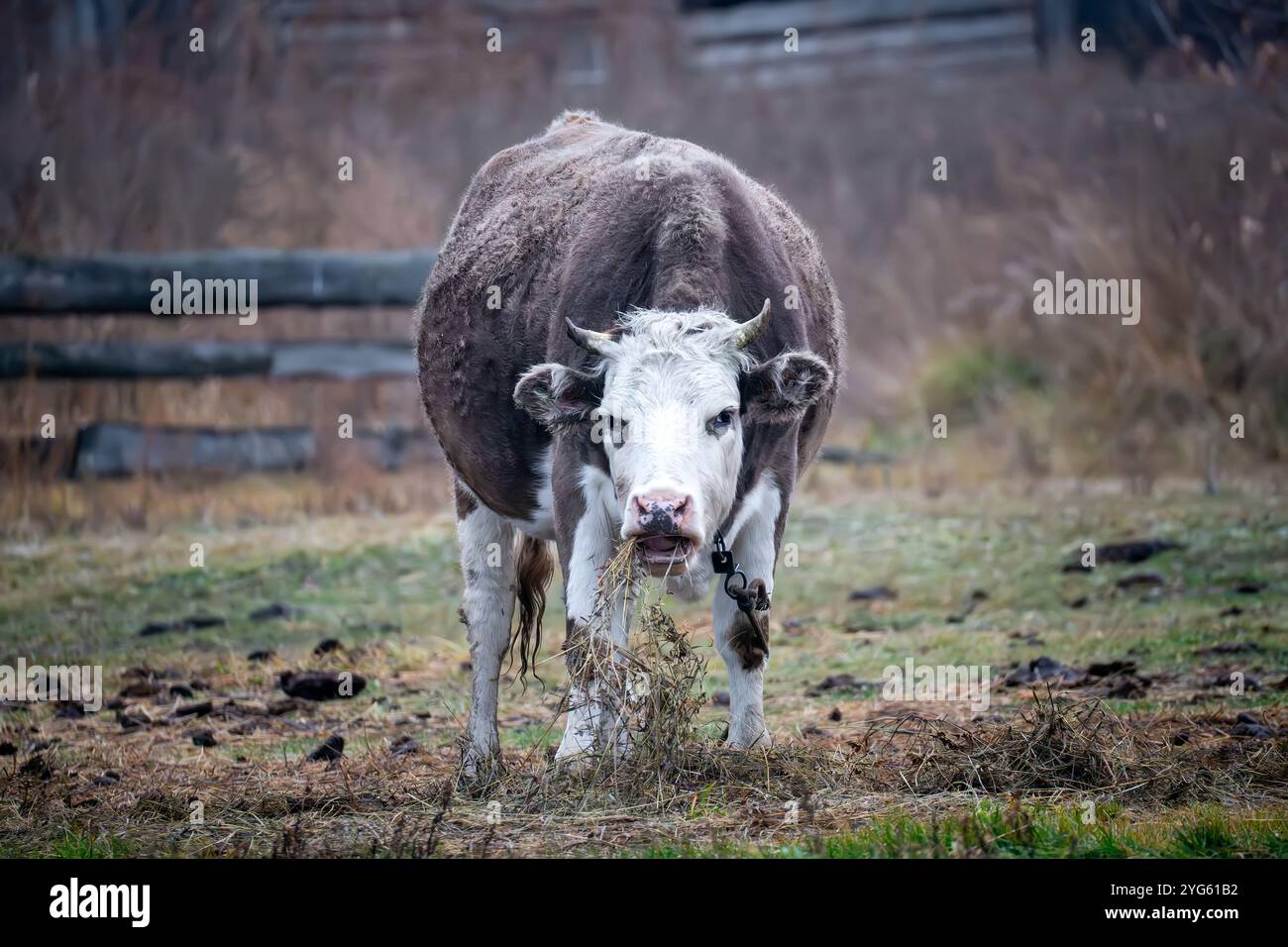 Cattle breeding concept. A cow is grazing in an autumn field. A cow ...