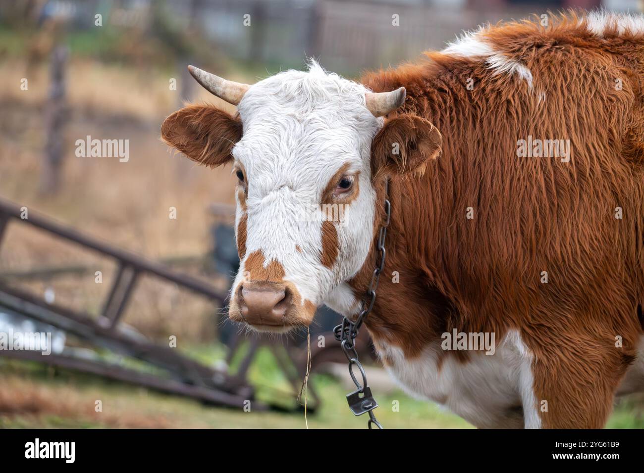 Cattle breeding concept. A cow is grazing in an autumn field. A cow ...