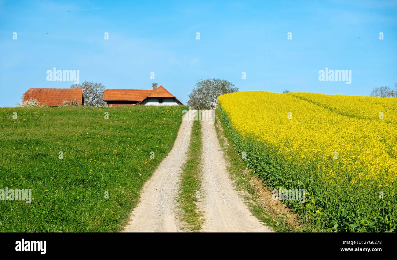 Spring rural scene - a cart path leads to the farm between a yellow ...