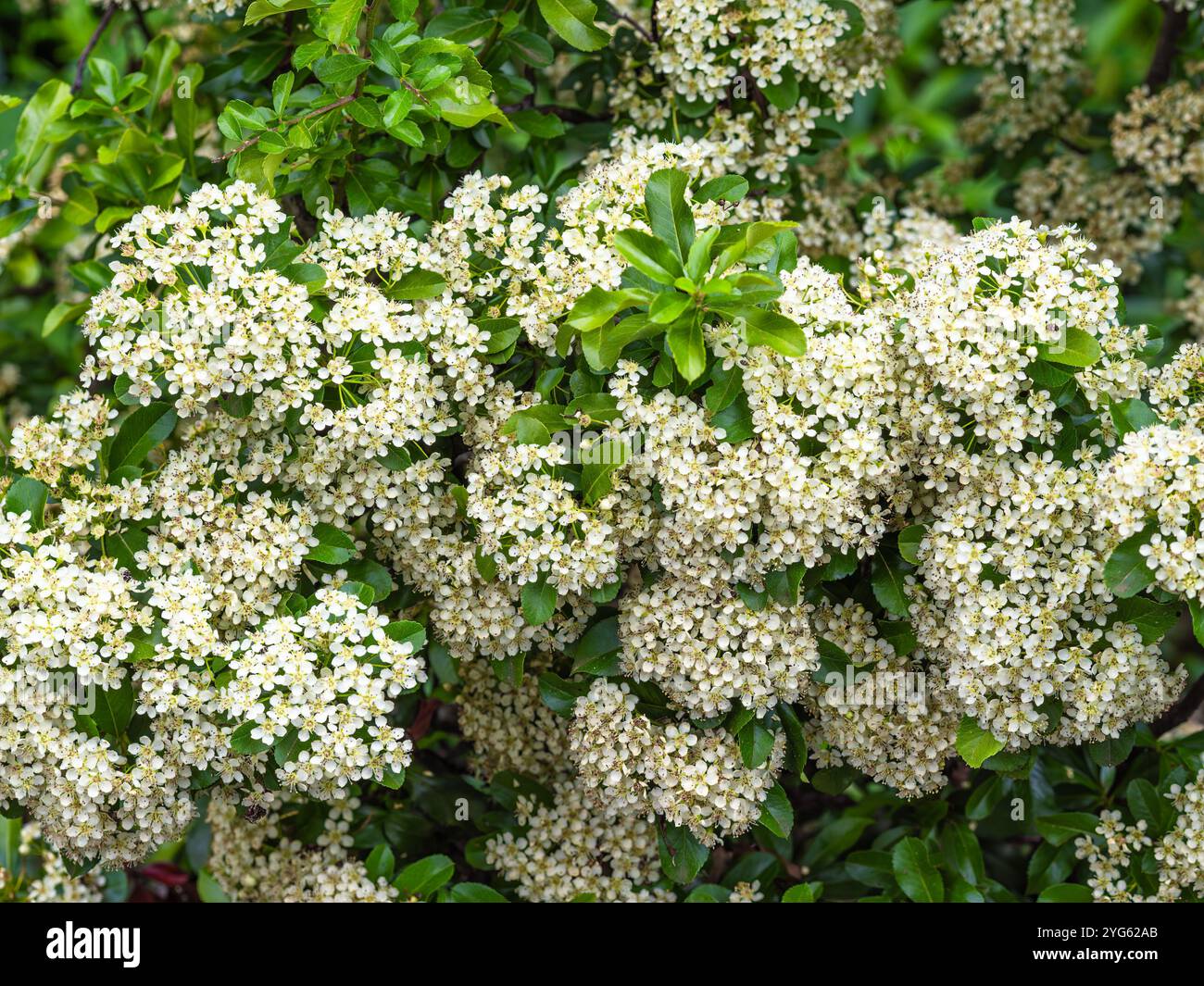 Dense cluster delicate white flowers hi-res stock photography and ...
