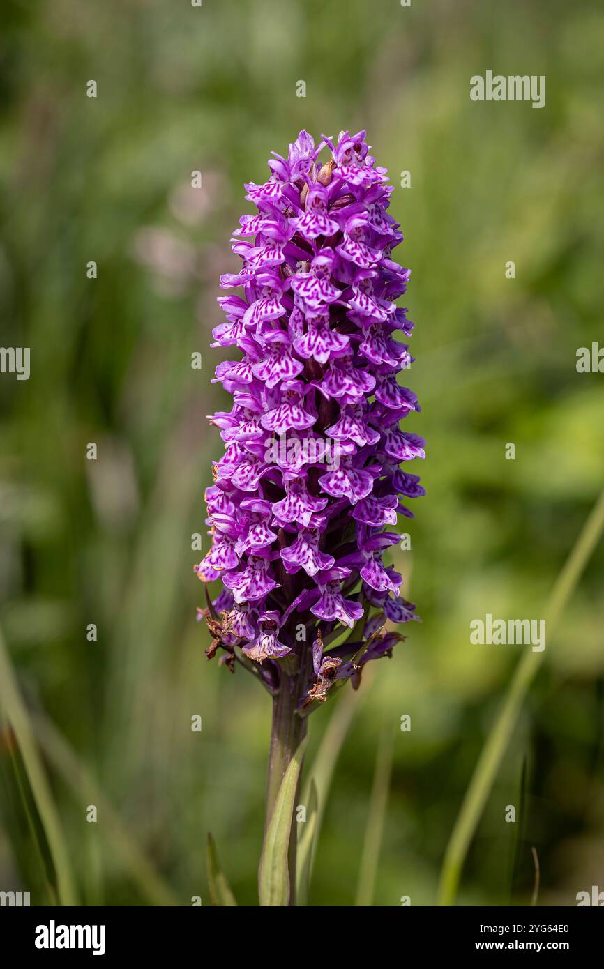 The marsh orchid a flower with red purple flowers from the orchid ...