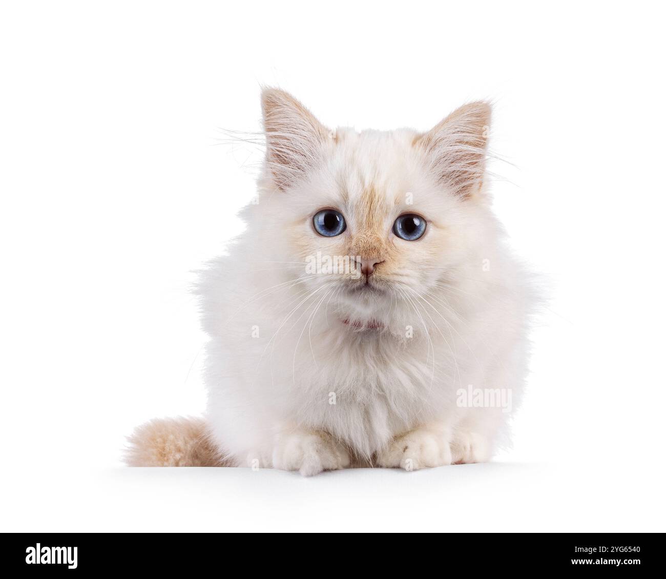 Adorable red point Sacred Birman cat kitten, laying down facing front ...