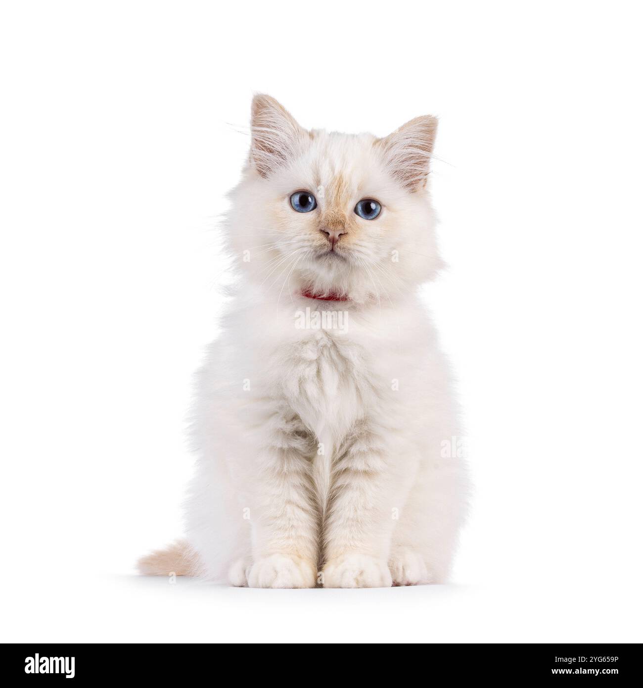 Adorable red point Sacred Birman cat kitten, sitting up facing front ...
