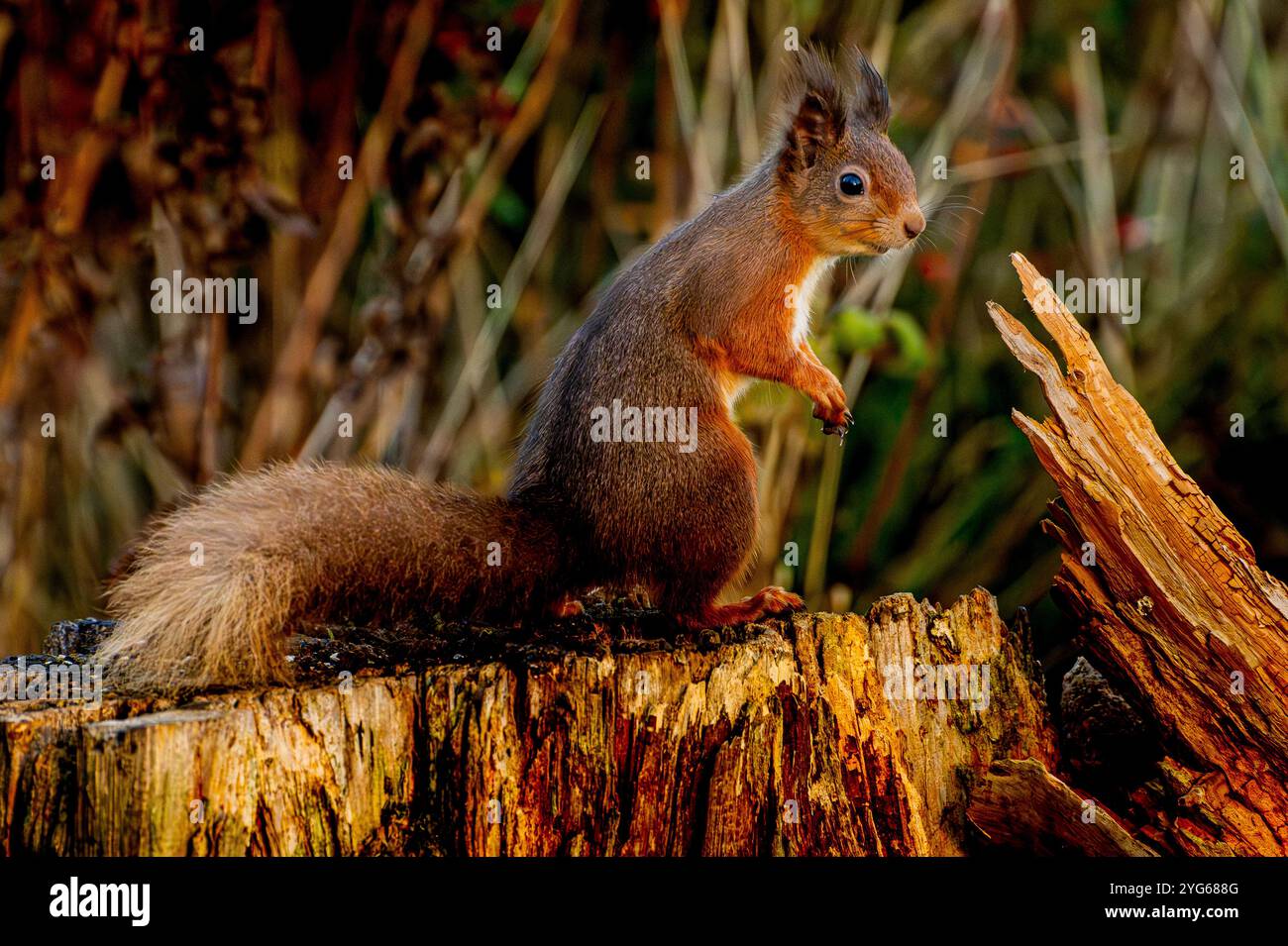 Scottish Red Squirrel Stock Photo - Alamy