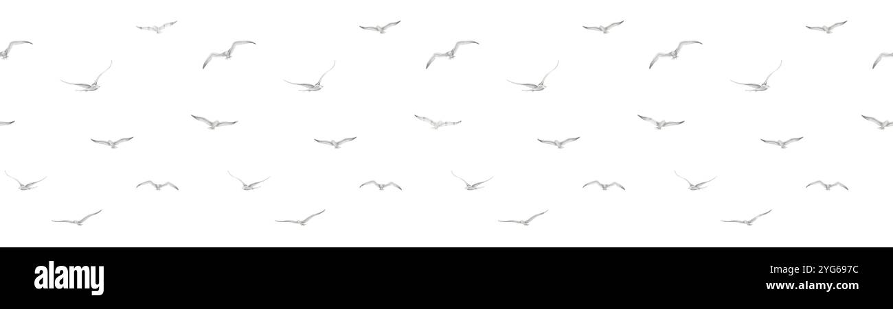 Bird at border hi-res stock photography and images - Alamy