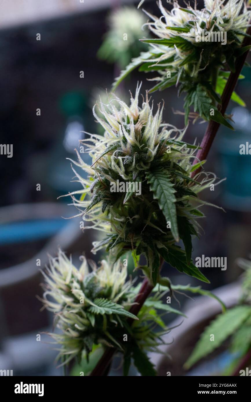 Cannabis fowering plant on dark green background. Long horizontal ...