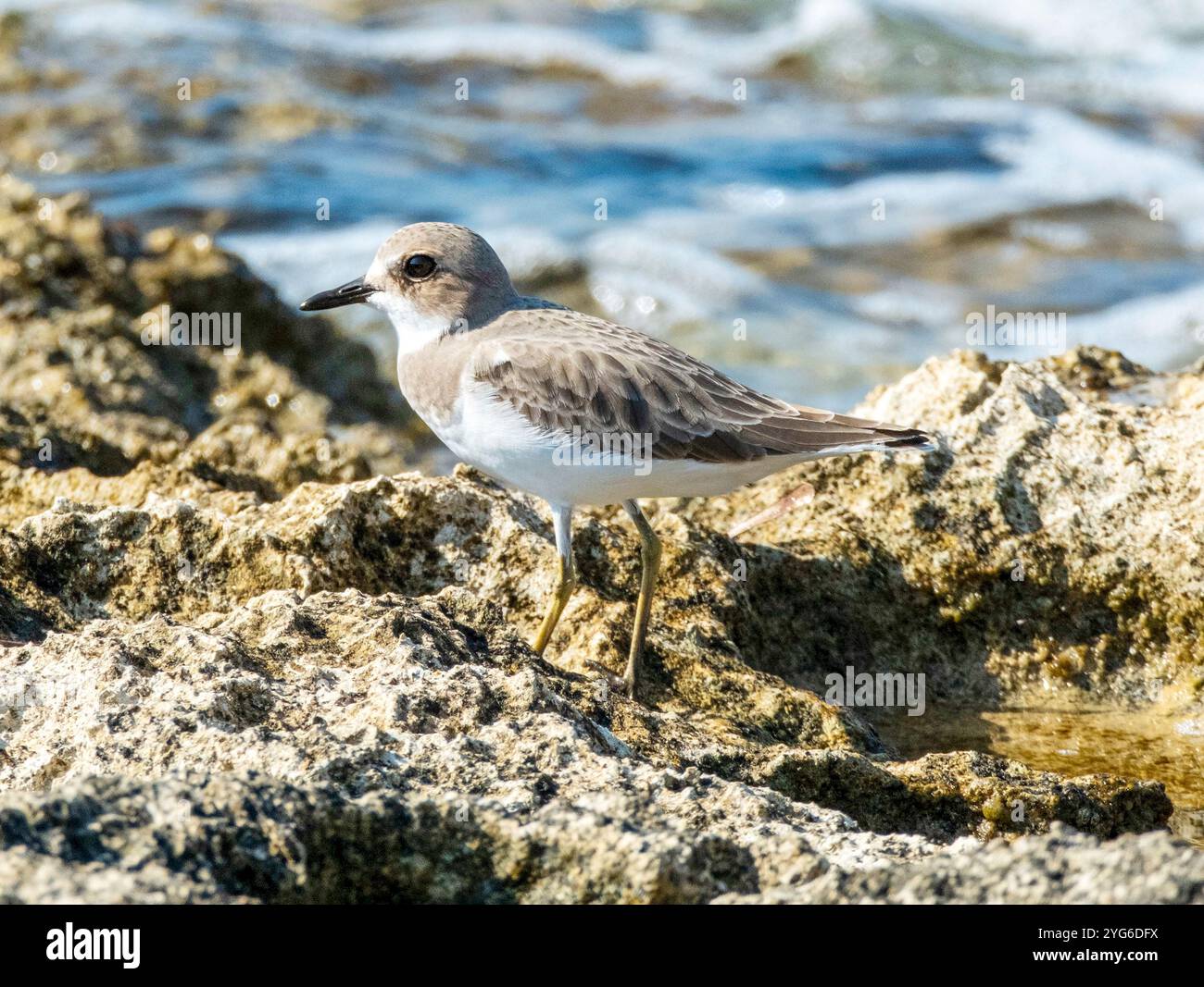 Greater Sand Plover (Charadrius leschenaultii), side view of an adult ...