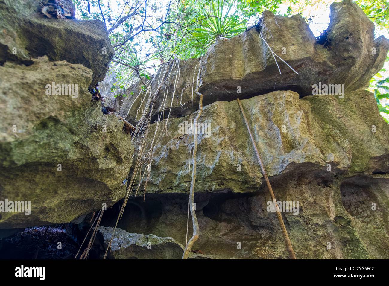 Tree roots are intricately attached to the limestone, adding to the ...