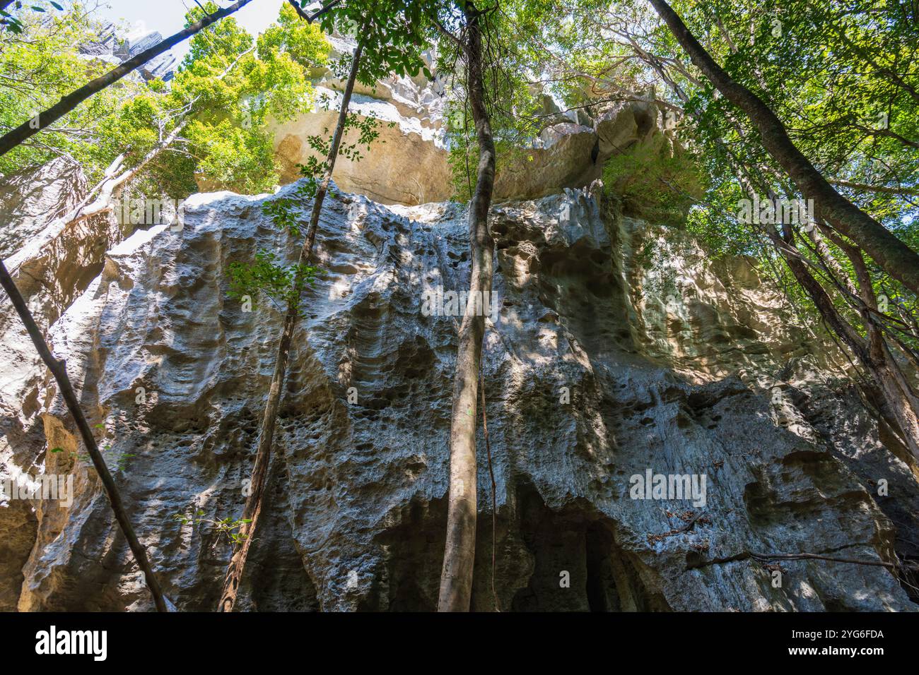 Tree roots are intricately attached to the limestone, adding to the ...