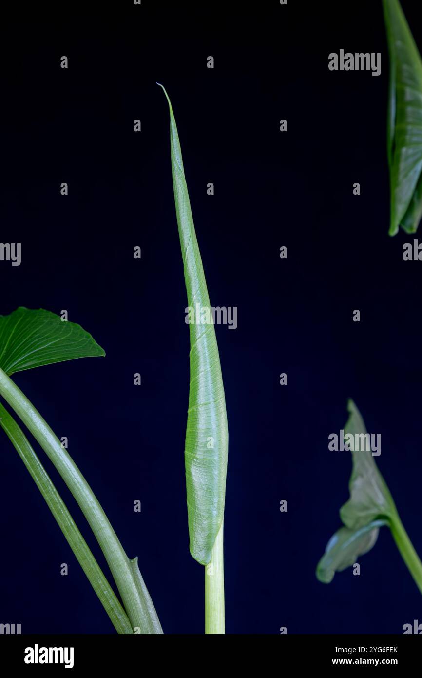 Tightly curled leaf hi-res stock photography and images - Alamy