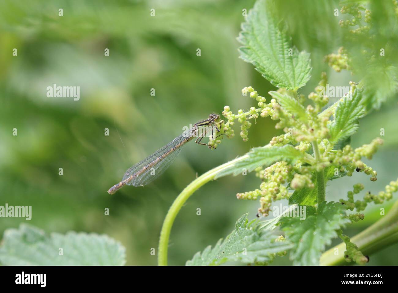 Common Blue Damselfly or Common Bluet female green form - Enallagma ...