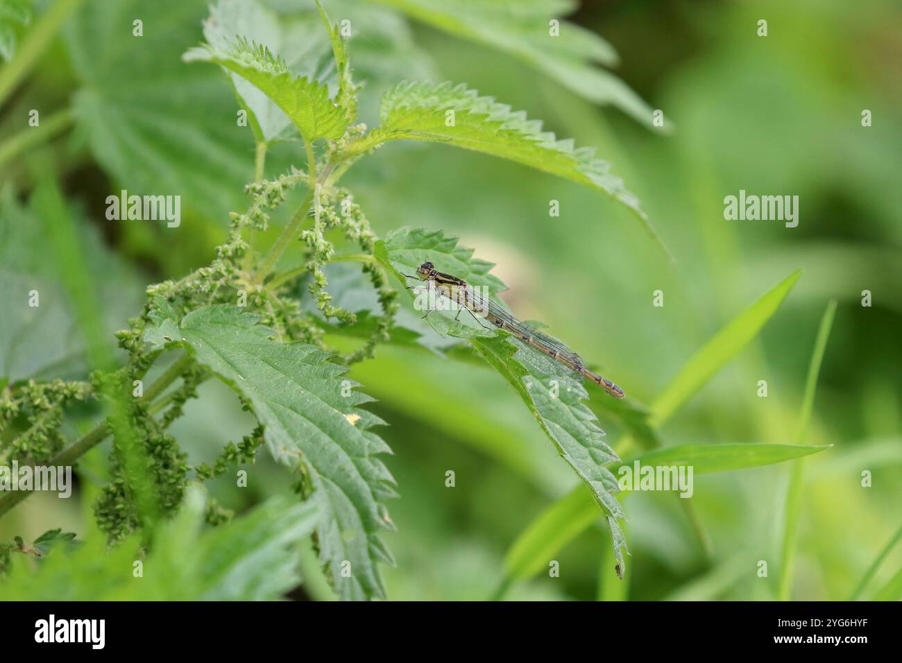Common Blue Damselfly or Common Bluet female green form - Enallagma ...
