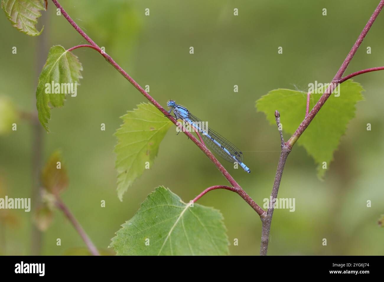 Common bluet enallagma cyathigerum hi-res stock photography and images ...