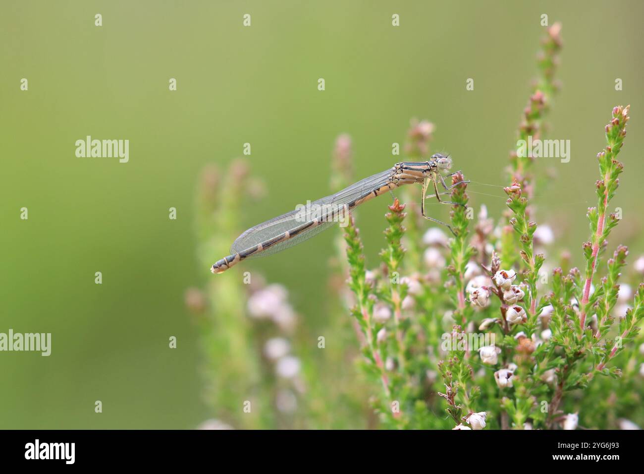 Common Blue Damselfly or Common Bluet immature female green form ...