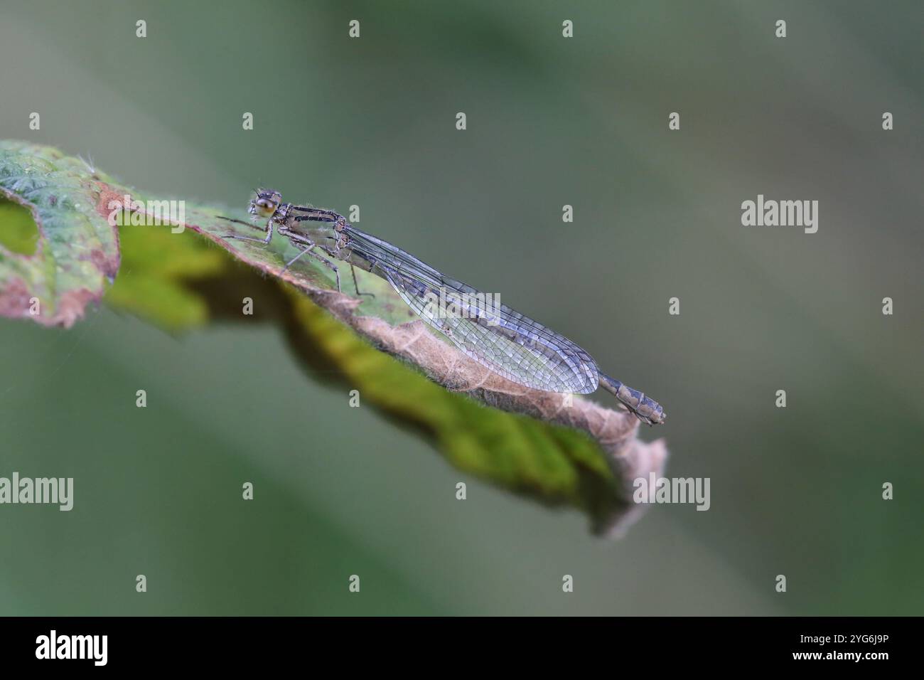 Common Blue Damselfly or Common Bluet female green form - Enallagma ...