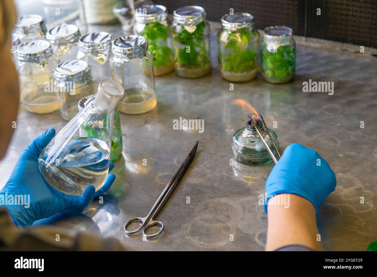 laboratory jars with plants. Selective focus. People Stock Photo - Alamy