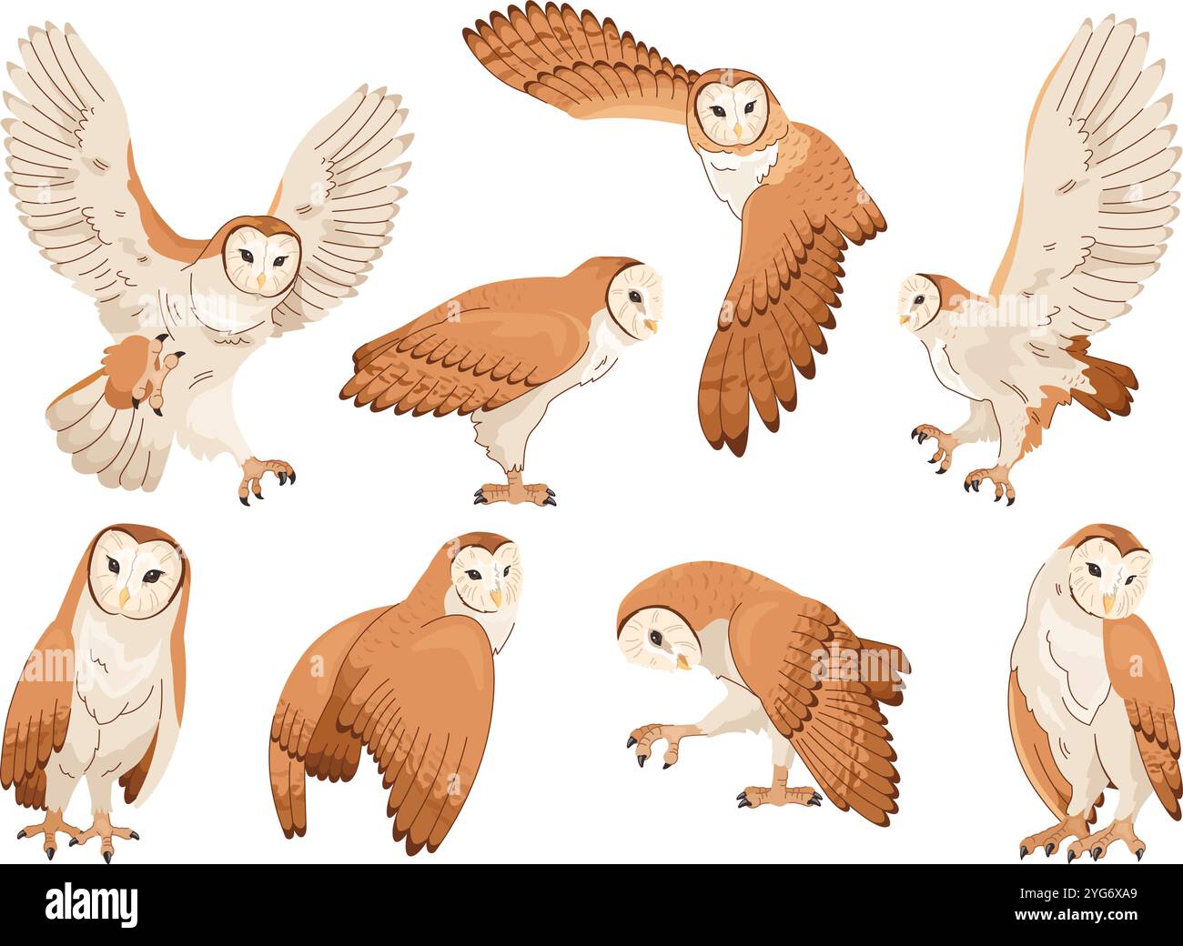 Barn owl. Tyto alba owls, forest bird with snowy face and brown plumage ...