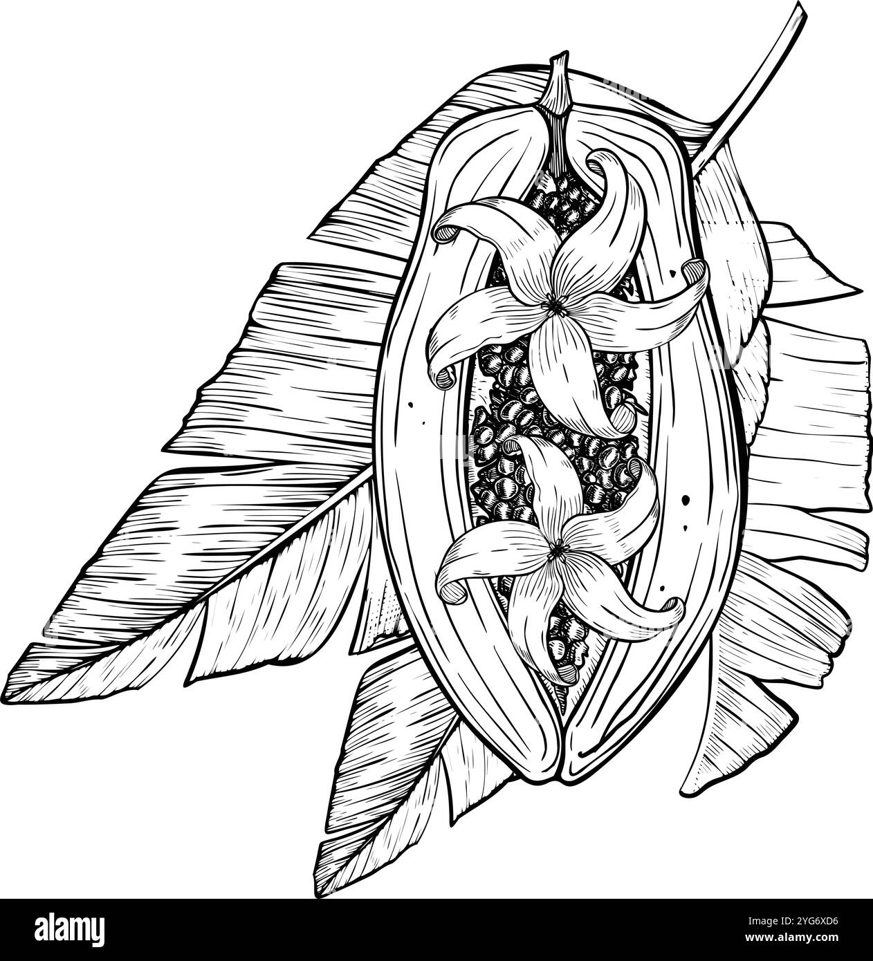 Papaya Fruit with Palm leaves and white flowers of pawpaw tree vector ...