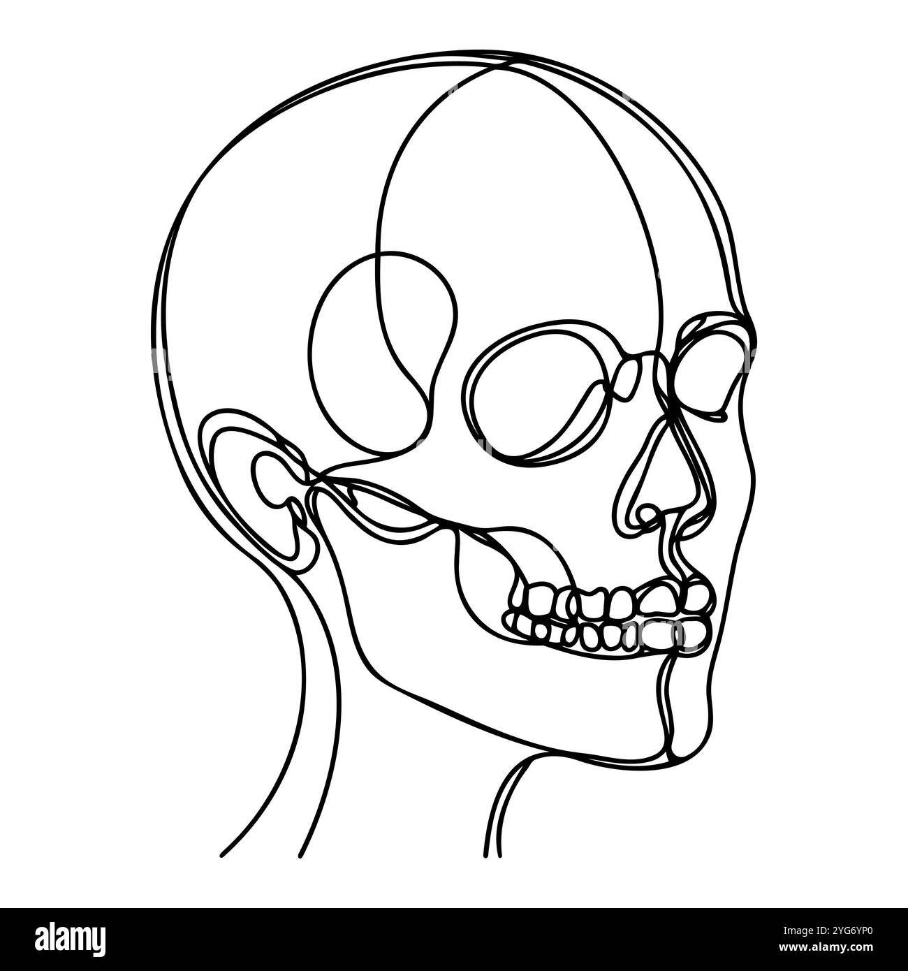 Human scull. One line continuous Halloween skull isolated on white ...