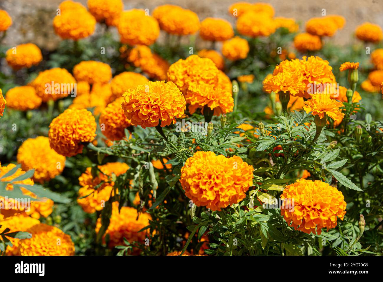 Bright orange cempasúchil flowers are used in Mexico's Day of the Dead ...