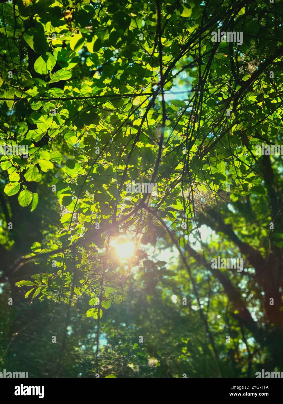 Sun in woods hi-res stock photography and images - Alamy