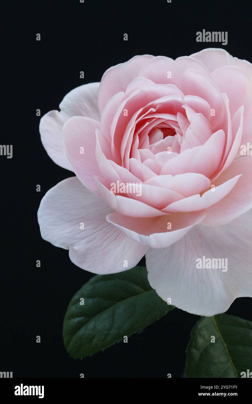 A delicate, light pink David Austin Queen of Sweden rose in full bloom ...