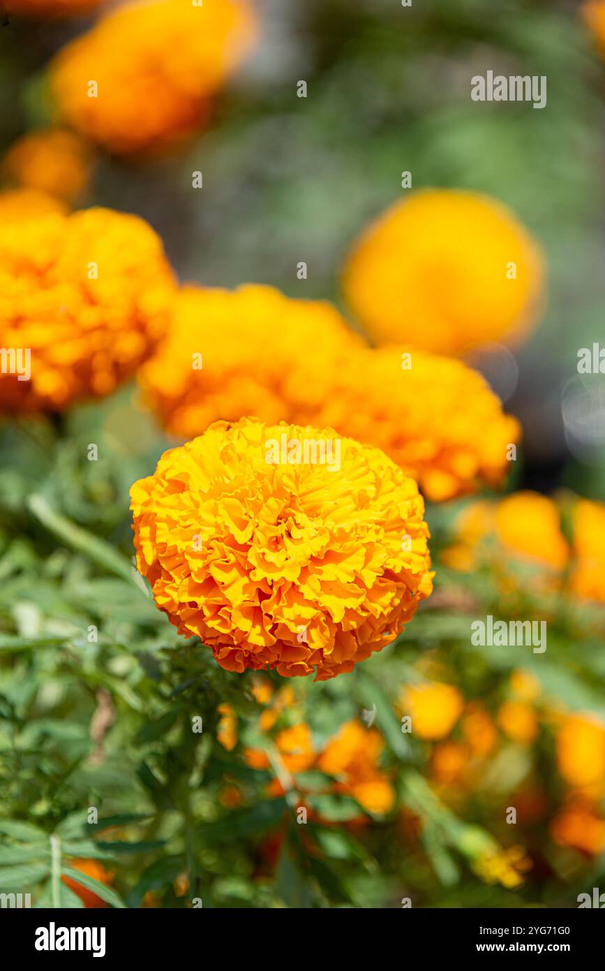 Bright orange cempasúchil flowers are used in Mexico's Day of the Dead ...