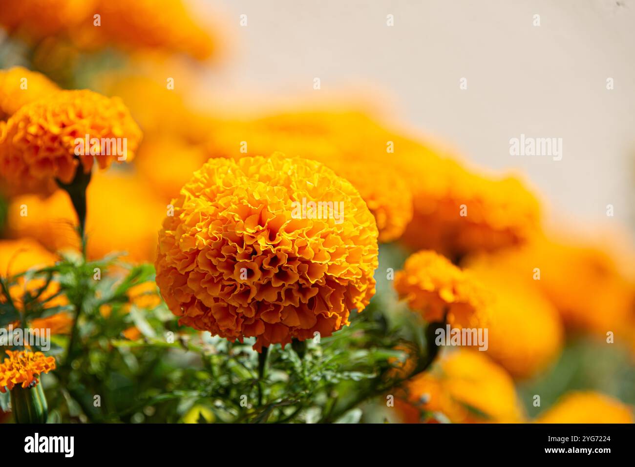 Bright orange cempasúchil flowers are used in Mexico's Day of the Dead ...