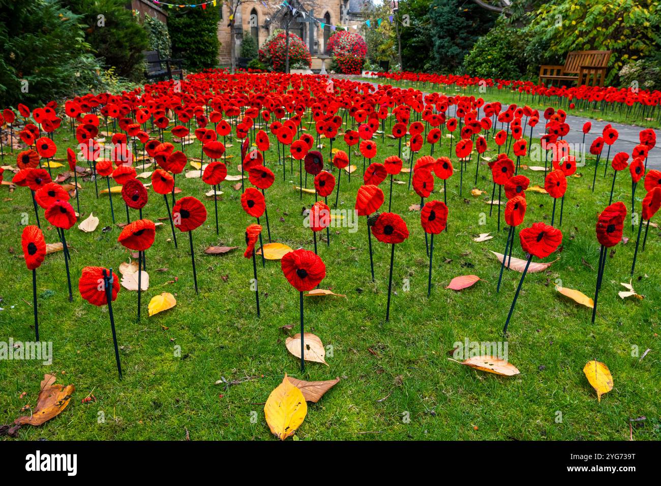Remembrance Day crocheted poppy display in garden, St Andrew's High ...