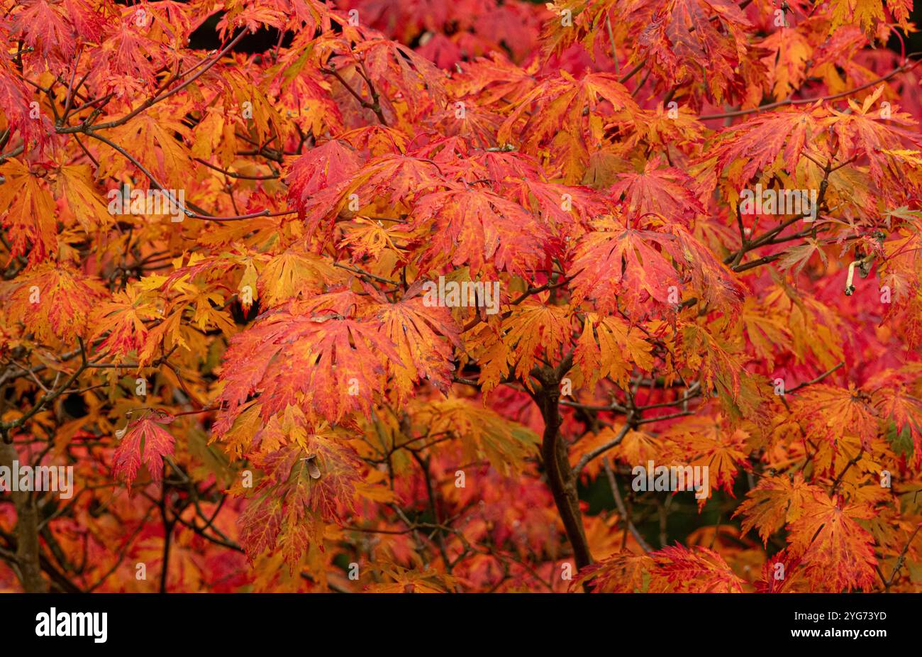 Red leaves of Acer palmatum tree, in Autumn with orange and red foliage ...
