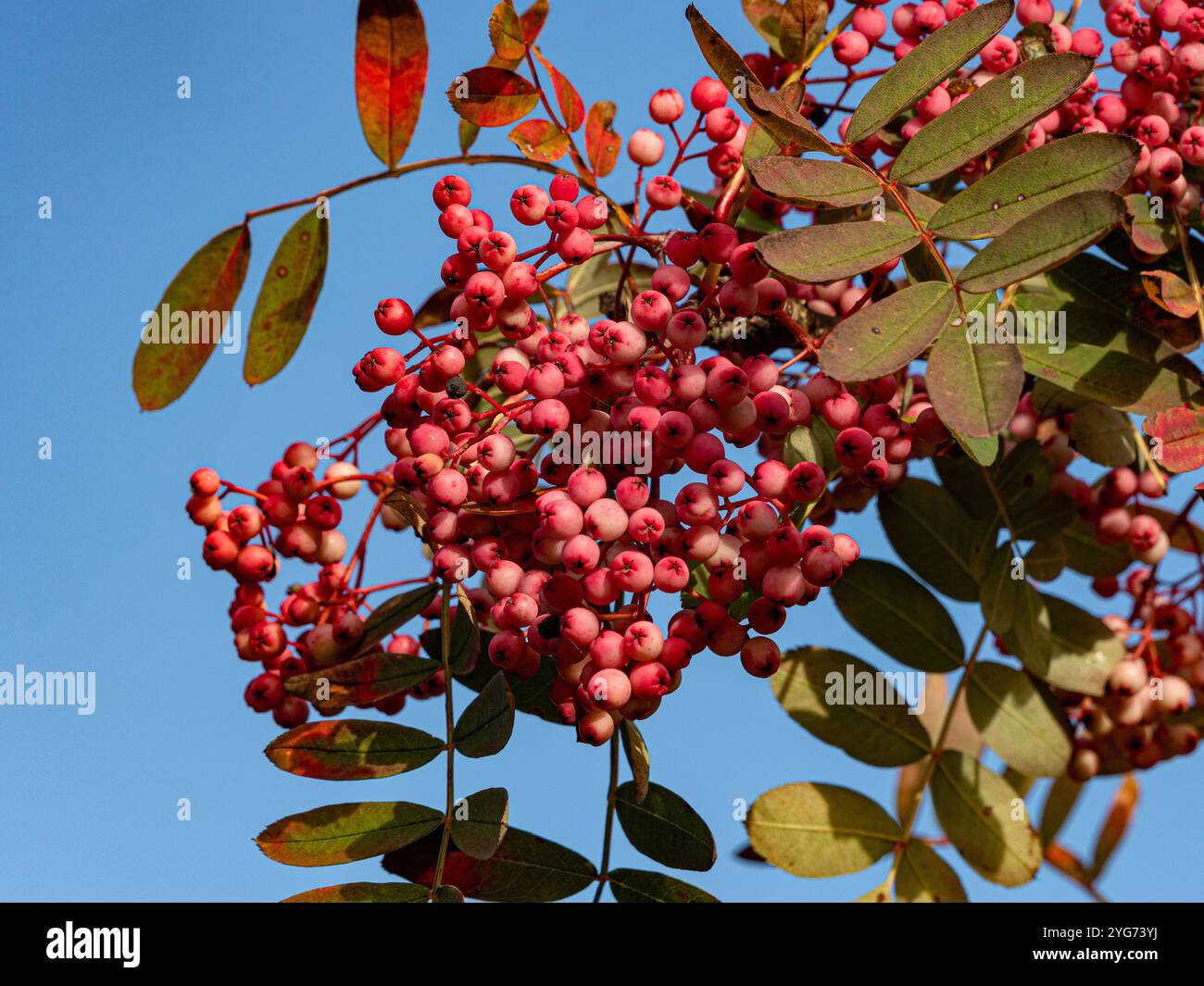 Close-up of Sorbus pseudohupehensis 'Pink Pagoda' seen against a blue ...