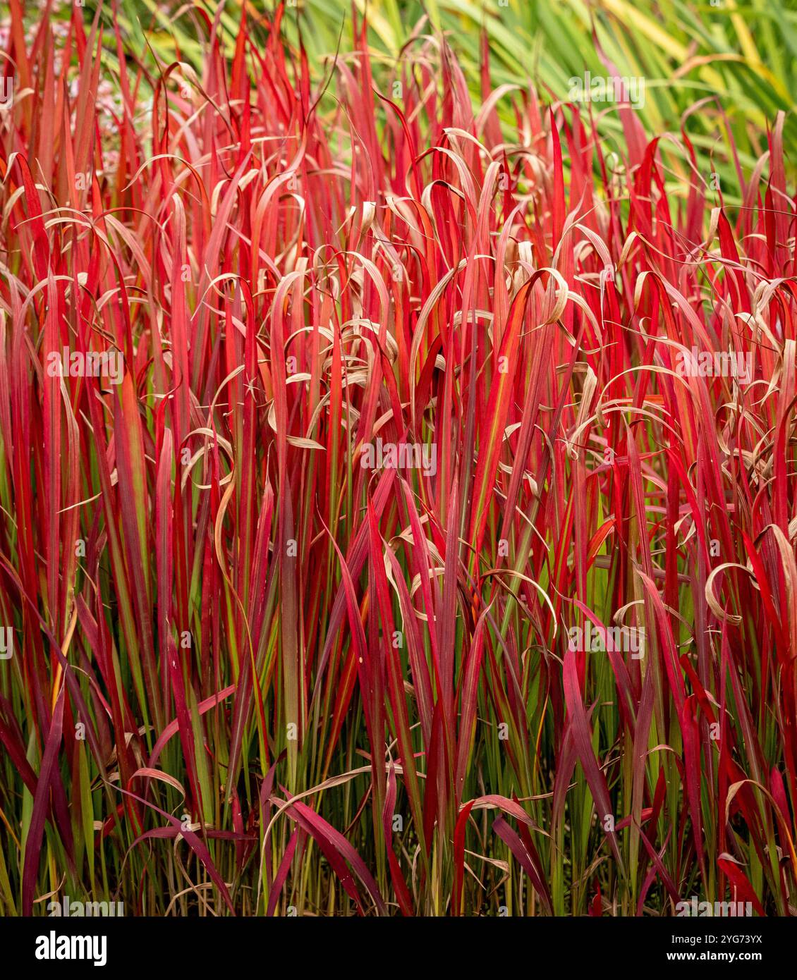 Imperata cylindrica 'Rubra' commonly called Japanese blood grass ...