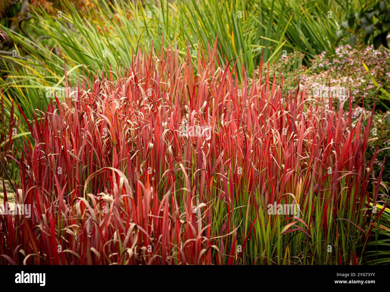 Imperata cylindrica 'Rubra' commonly called Japanese blood grass ...