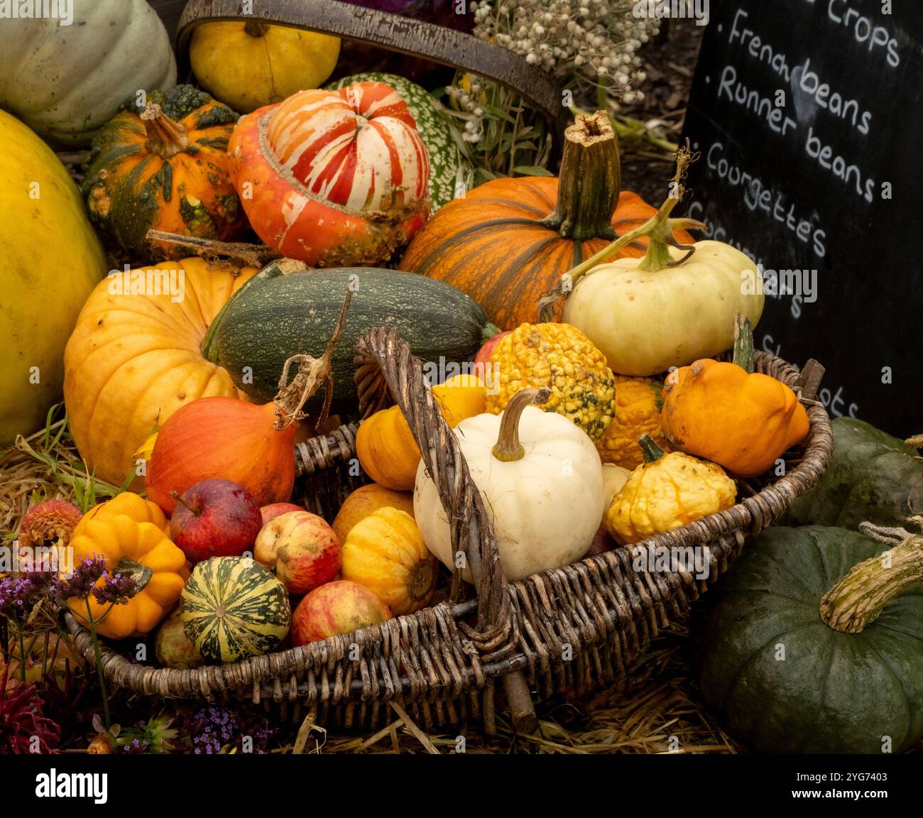 Squash autumn uk home hi-res stock photography and images - Alamy