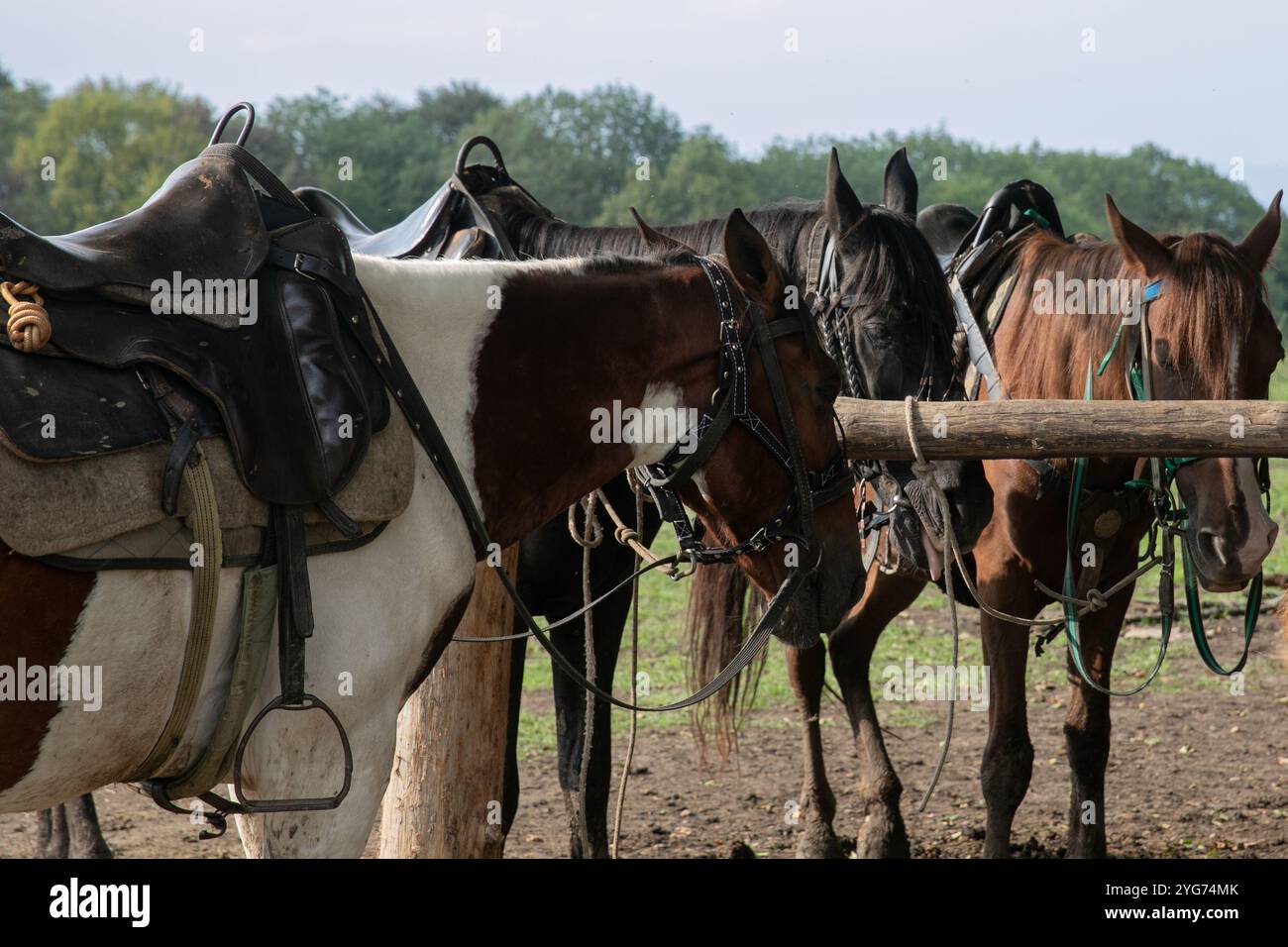 Harnessed horses stand in the stable Stock Photo - Alamy
