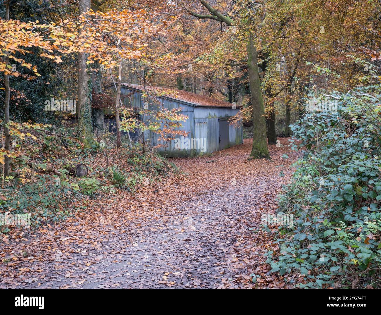 Shed in the Woods During Autumn Stock Photo - Alamy