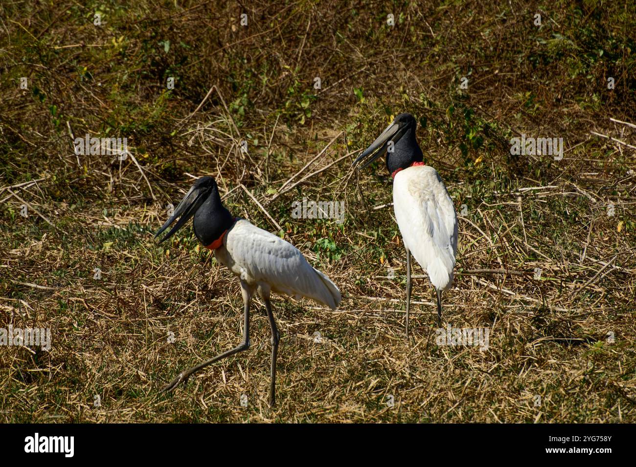 Tuiuiu the bird considered the symbol of the Pantanal, as seen from the ...