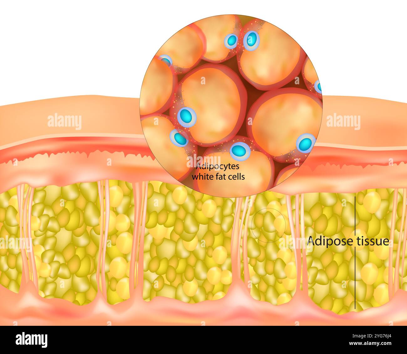 Adipose tissue. Adipocytes white fat cells Stock Vector Image & Art - Alamy