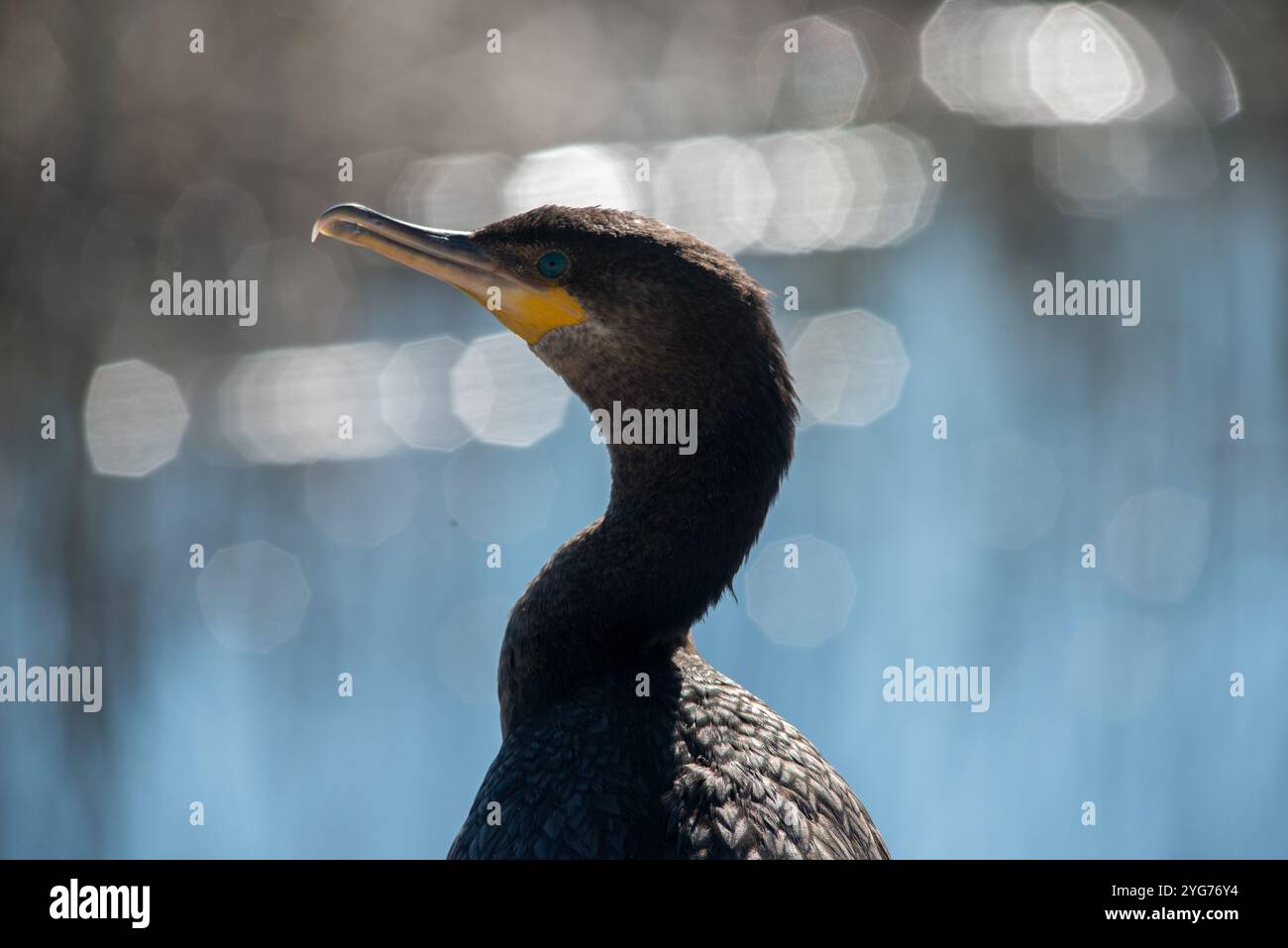 Big cormorant lake hi-res stock photography and images - Alamy