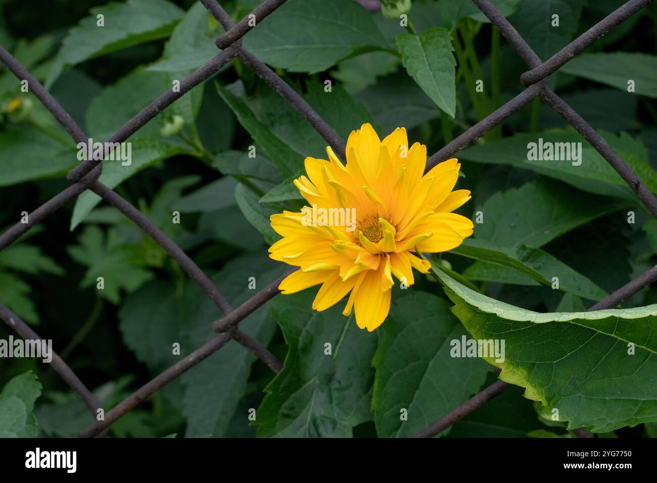 Heliopsis helianthoides. Tuscan Sun False Sunflower. Close up with ...